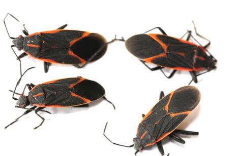 Box Elder Bugs Dr Bug Southern Ontario Pest Control
