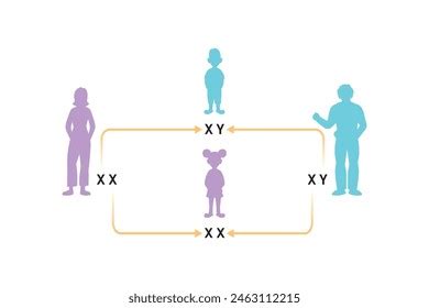 Sex Chromosomes Humans Genetic Sex Determination Stock Vector Royalty Free