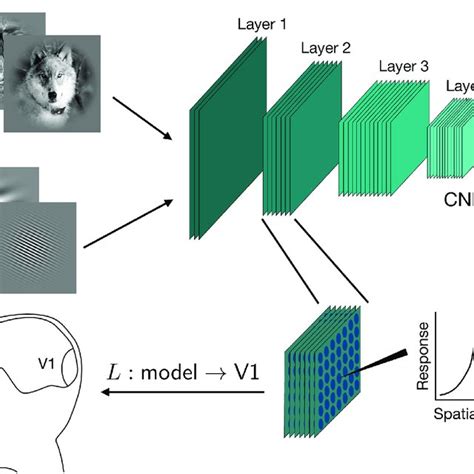 A Schematic Of The Model Analyses A Images From The Stimulus Set Of