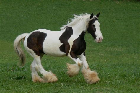 Tinker Sofie Foto And Bild Tiere Haustiere Pferde Esel Maultiere Bilder Auf Fotocommunity