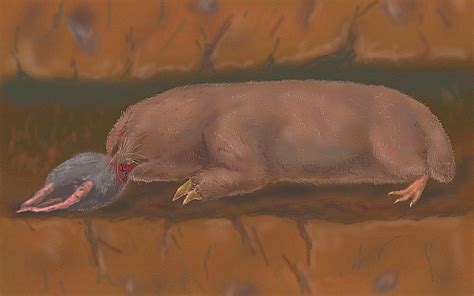 Southern Marsupial Mole