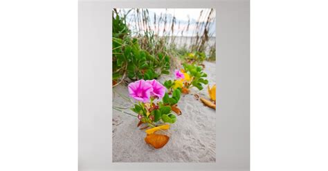 Beach Morning Glory Ipomoea Stolonifera Poster Zazzle