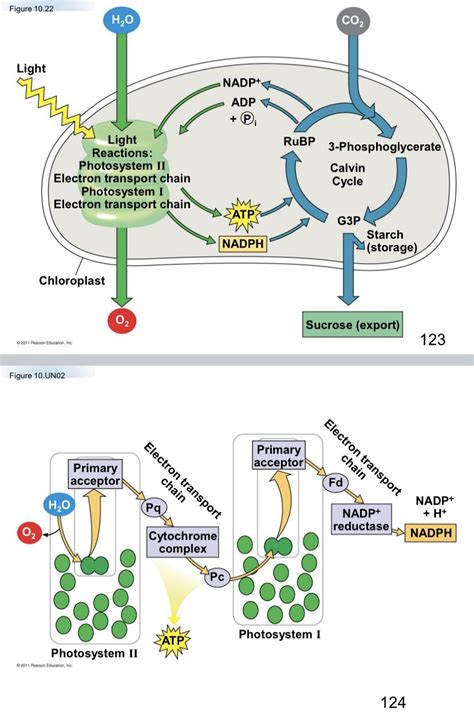 Linear Electron Flow Diagram Explained Chapter 10 Photosynth