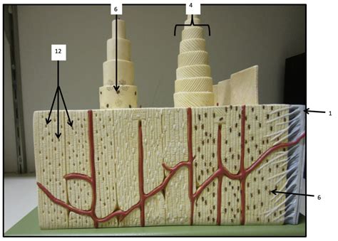 bone structure model diagram quizlet