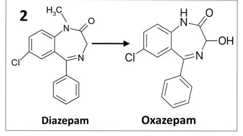 Metabolism Of Drug Ppt
