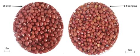 Vigna Angularis Sample Diagram Note The Gs Group Shows Vigna Download Scientific Diagram