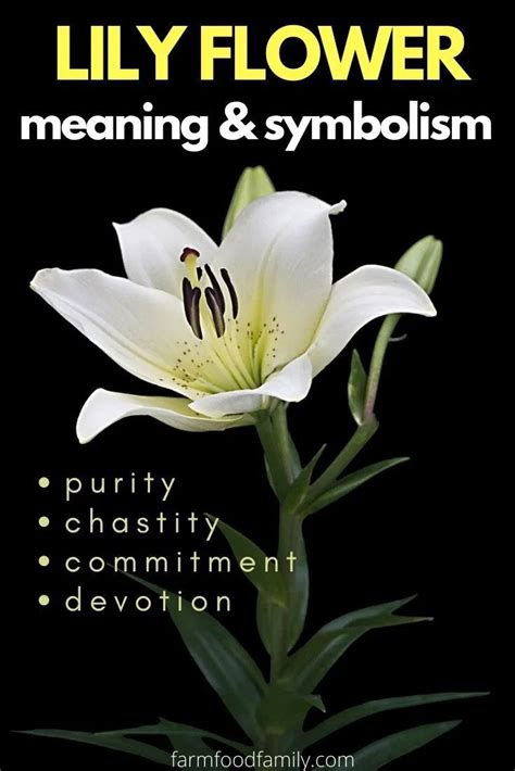 🌺 Lily Flower Meaning Symbolism A Symbol Of Femininity Motherhood