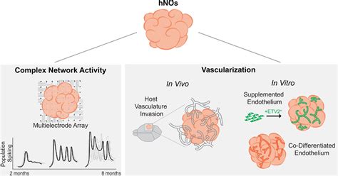 Figure 1 From Bioengineering Tissue Morphogenesis And Function In Human