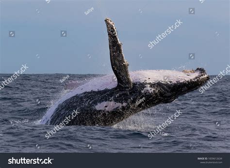 Humpback Whale Breaching Sunrise Side View库存照片1839612634 Shutterstock