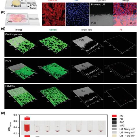 Xingyu Jiang Chair Ph D Southern University Of Science And Technology Shenzhen Sustech