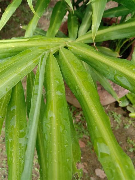 Ginger Leaves Wet Plans Stock Image Image Of Ginger