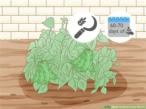 How To Grow Lima Beans 13 Steps With Pictures Wikihow