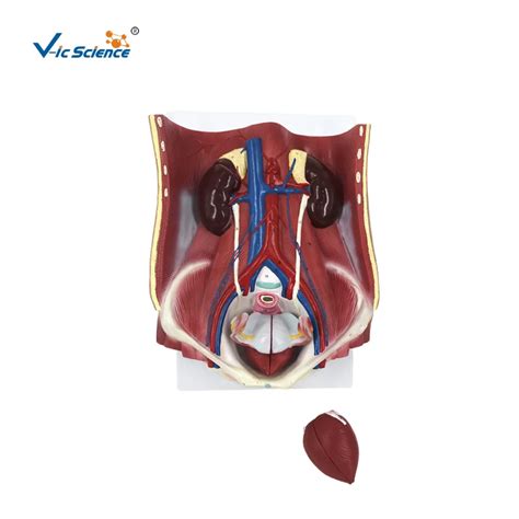 Dual Sex Urinary System Anatomy Model 6 Parts Urinary System