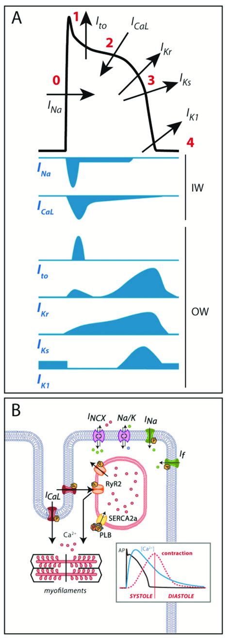 A Cardiac Action Potential And Transmembrane Ionic Currents That