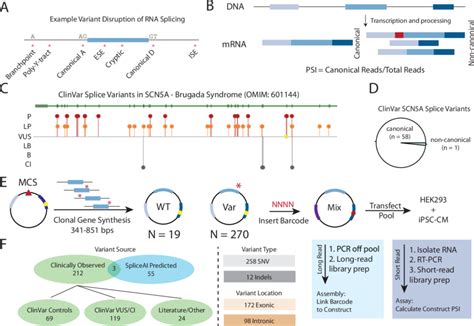 Splice Altering Variants And ParSE Seq Assay Schematic A Splicing