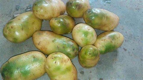 土豆皮变绿之后还能食用吗 凤凰网视频 凤凰网
