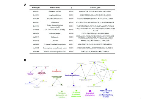 Kegg Enrichment Analysis Of Overlapping Genes Obtained From The