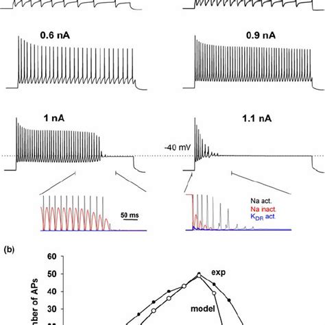Simulations Findings Using The Full Model A Somatic Membrane