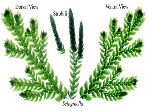 Selaginella ~ Detailed Information Photos Videos
