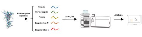 Protein Full Sequence Coverage Analysis Service Mtoz Biolabs