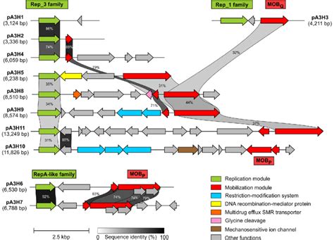 Linear Presentation Of The Anth3 Plasmids Each Horizontal Line