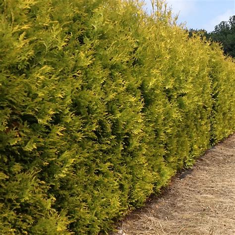 Thuja Yellow Ribbon Tree Columnar Shape Golden Foliage Evergreen