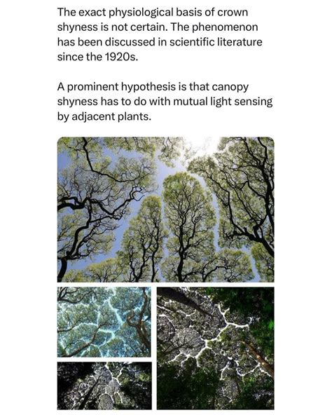 Subiksha Arul Nambi On Linkedin Crownshyness Forestry Ecology Ece