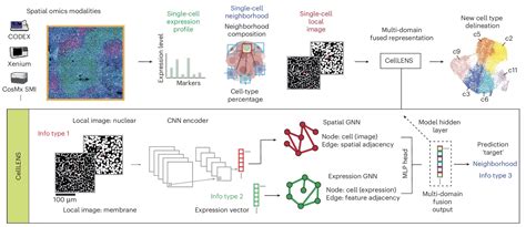 Celllens Enables Cross Domain Information Fusion For Enhanced Cell Population Delineation In
