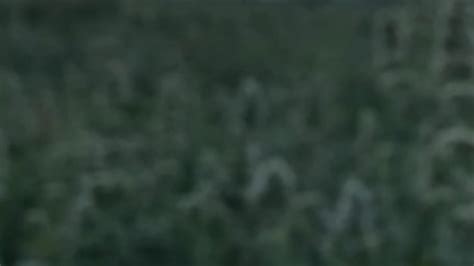 From The Field Ultimate Blend Catnip And Silver Vine Mix 2 Oz Tub