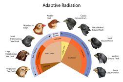 Adaptive Trait Definition And Examples Biology Online Dictionary