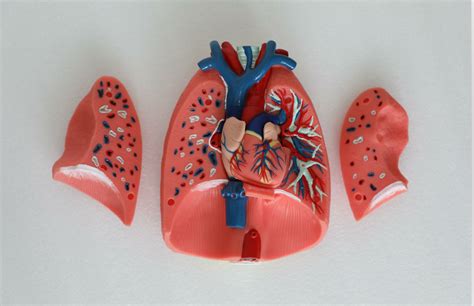 Respiratory System Soft Slicone Model