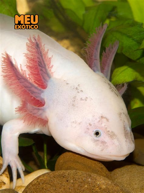 Axolote Ambystoma Mexicanum Meu Exótico
