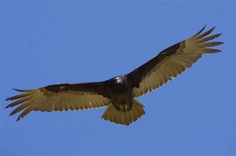What Bird Is This Rwhatsthisbird