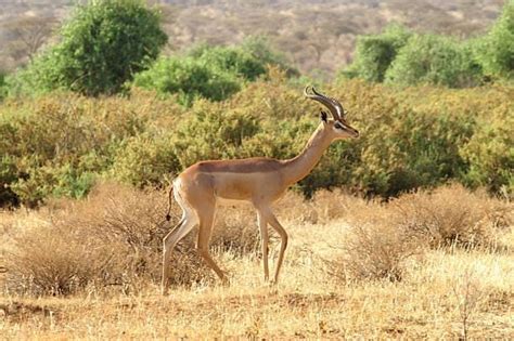 Gerenuk Facts Size Diet Pictures And More