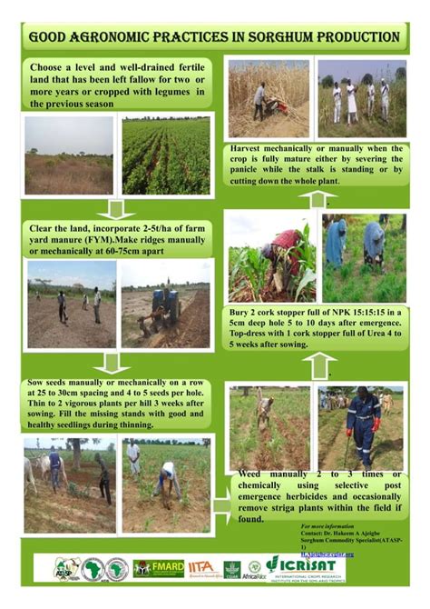 Good Agronomic Practices In Sorghum Production Pdf Agriculture