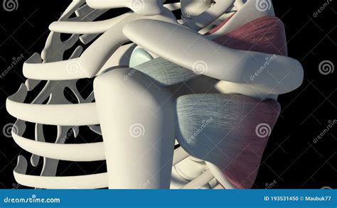 Rotator Cuff Tear Stock Footage Video Of Graphics Cuff