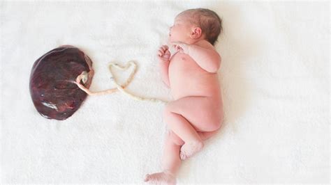 Placenta And Its Important Role In Pregnancy: What You Should Know