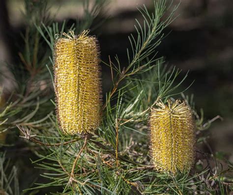 Top Yellow Flowering Trees In Australia Yard Work