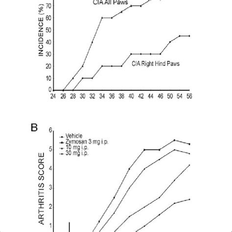Rat Streptococcal Cell Wall Induced Monoarticular Arthritis Model Scw