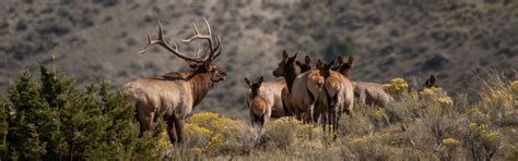 Montana Elk
