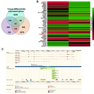 Gene Expression Profiling Interactive Analysis Website Predicts That Download Scientific