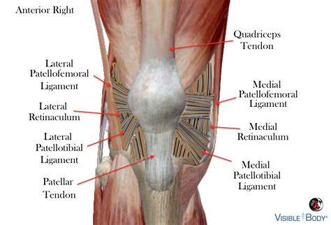 Muscles And Ligaments