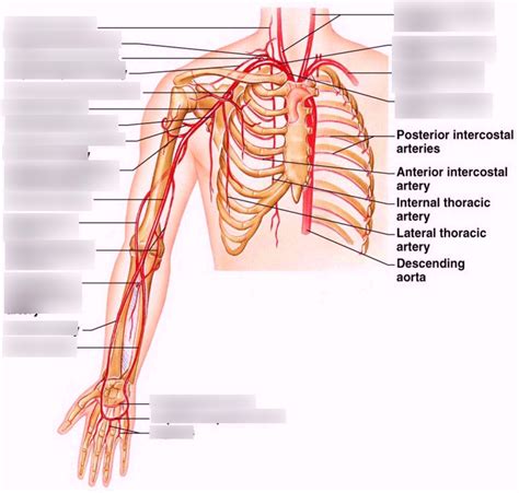 Arteries Of The Arm Arterial Anastomoses Of The Upper Extremity