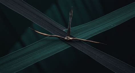 Attribution Vs Contribution → Term