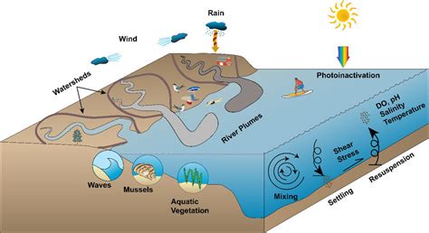 Complex Factors Influencing Fecal Indicator Organisms Fio Fate And Download Scientific