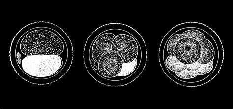 Dioseve Wants To Help Infertile People Grows Egg Cells