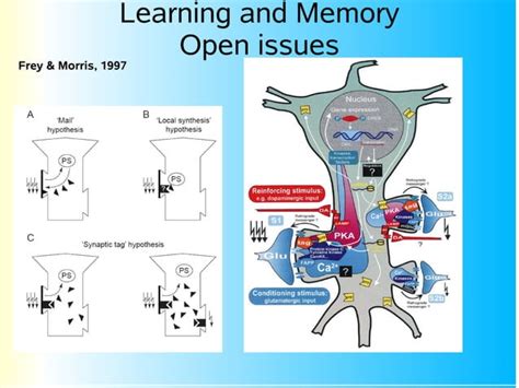 Introduction To Modern Methods And Tools For Biologically Plausible
