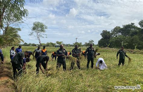 Reaping Ceremony Of Paddy Harvest In “yala” Season Sri Lanka Army