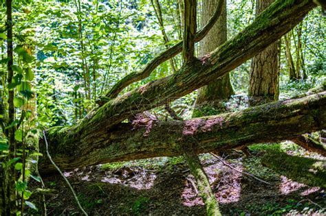 森林夏季阳光明媚的日子里树干破碎树高清图片下载 正版图片503803000 摄图网