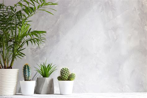 즙이 많은 식물과 회색 벽에 화분에 손바닥 텍스트 공간을 복사합니다 미니멀한 홈 인테리어 0명에 대한 스톡 사진 및 기타 이미지 Istock